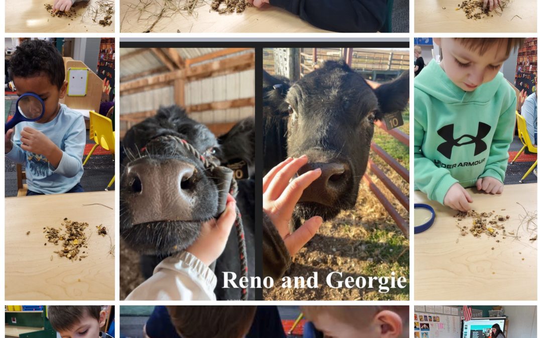 Mrs. Hill’s Pre-K Class Adopts a Cow | Hamilton Schools District 328