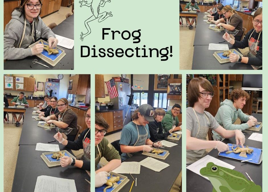 Biology II students dissecting frogs | Hamilton Schools District 328